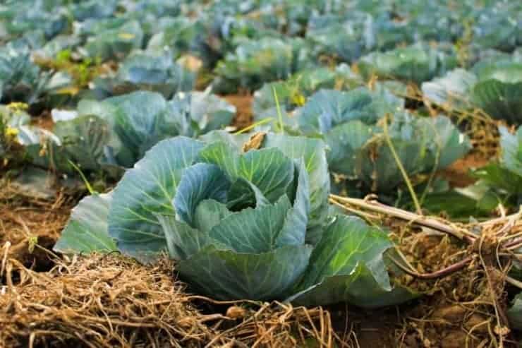 Meet Our Proud Farmers – kharpan